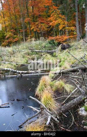 Autumn in Denmark forests Stock Photo - Alamy