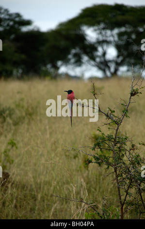 Northern Carmine bee eater bird Uganda Africa Stock Photo - Alamy