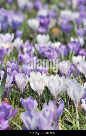 Flowering Dutch Crocuses (Crocus vernus hybrids Stock Photo - Alamy