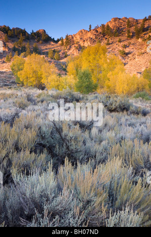Hartman Rocks Recreation Area trails, Gunnison, Colorado Stock Photo ...