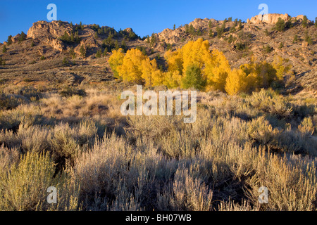 Hartman Rocks Recreation Area trails, Gunnison, Colorado Stock Photo ...