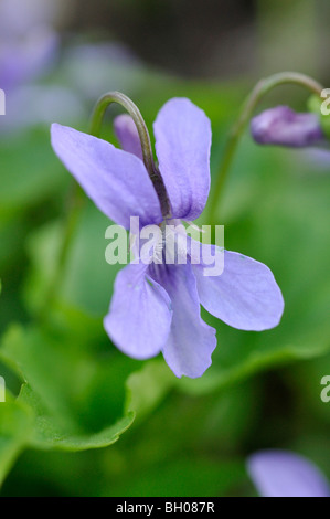 Viola canadensis L Viola canadensis L Stock Photo - Alamy