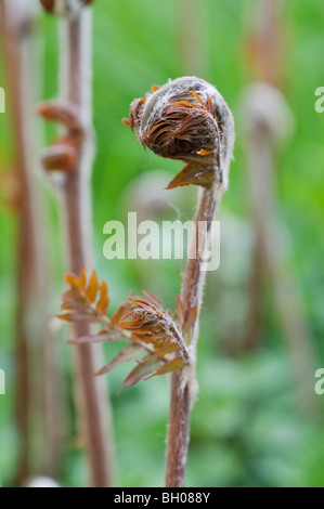 Royal Fern - Osmunda regalis Stock Photo - Alamy