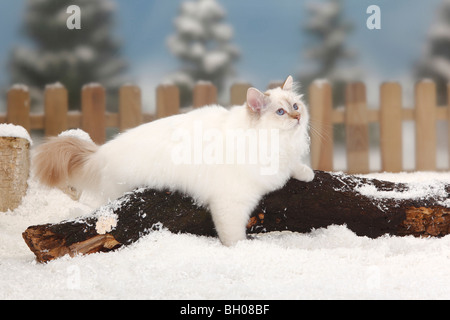 chocolate tabby point birman cat, sitting Stock Photo - Alamy