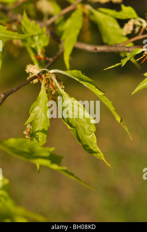 Cutleaf beech (Fagus sylvatica 'Laciniata' Stock Photo - Alamy