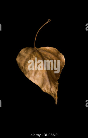 A vertical shot of cottonwood Stock Photo - Alamy