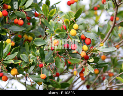 Arbutus, Killarney Strawberry Tree, Strawberry Madrone, Strawberry Tree ...