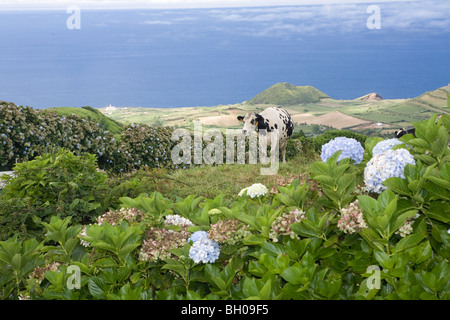 Portugal Azores Cattle Grazing Stock Photo - Alamy