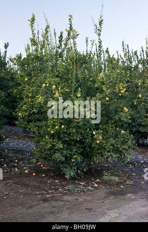 Lemon tree bearing fruit (citrus limon) with chives growing around the ...