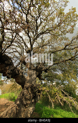 Quercus ithaburensis, the Mount Tabor oak, is a tree in the beech ...