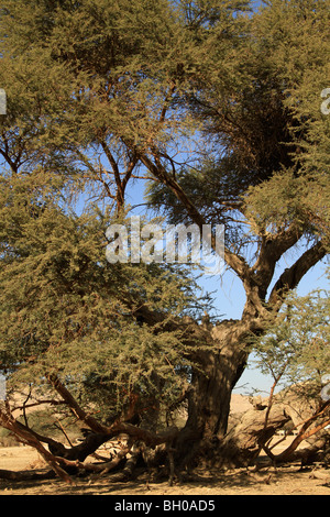 Israel, Arava, Acacia Raddiana at Hai Bar, the National Biblical ...