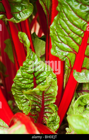 Cabbage head in green foliage in the garden, vegetables and agriculture ...