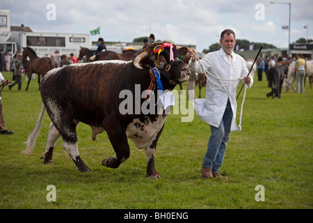 Bull Cattle being shown displayed at agricultural county show ...