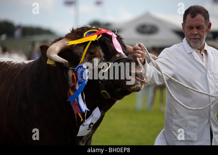 Bull Cattle being shown displayed at agricultural county show ...