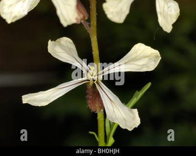Eruca vesicaria, Garden Rocket Flower Stock Photo - Alamy
