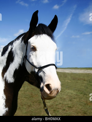 Portrait of a Pinto Horse Stock Photo - Alamy