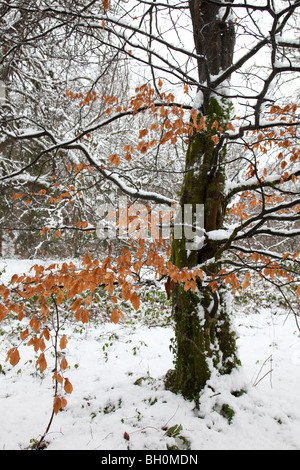 Snow scene County Limerick, Ireland Stock Photo - Alamy