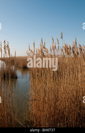 Landscape of the Camargue Southern France Stock Photo - Alamy