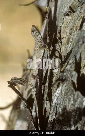 Lizard in the desert of Oman Stock Photo - Alamy