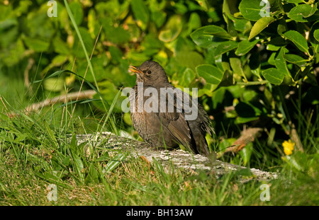 Female blackbird sunning itself Stock Photo - Alamy