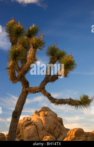 Joshua Tree National Park Stock Photo - Alamy