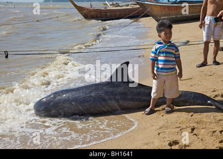 A beached Melon headed whale,also called a Electra dolphin, forced ...