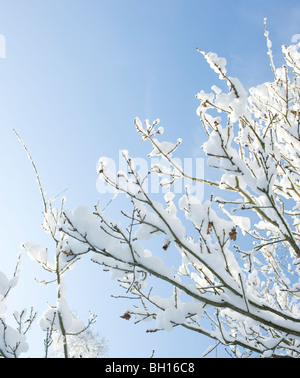 snowy trees ashdown forest Stock Photo - Alamy