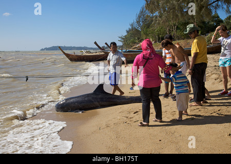 A beached Melon headed whale,also called a Electra dolphin, forced ...