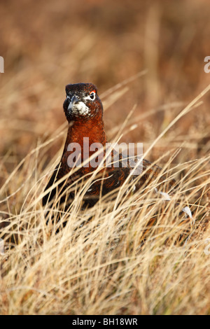 Red grouse (Lagopus lagopus scoticus) sitting in heather Stock Photo ...