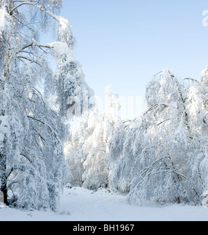 Trees in Snow on Ashdown Forest, Sussex, UK Stock Photo - Alamy