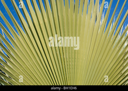 Blue fan palm, Blue Palm, Mexican Blue Palm (Brahea armata), in front ...