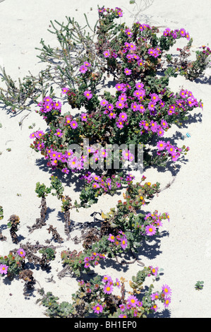 Carpobrotus deliciosus sour fig perdevy ghaukum ghounavy purple flower ...