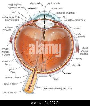 Cross section of human eye Stock Photo - Alamy