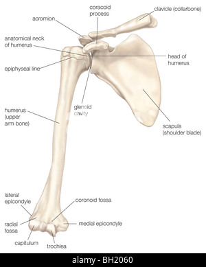 The bones of the shoulder Stock Photo - Alamy