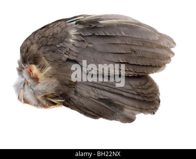 Bird feather from wing isolated. Watercolor background illustration set ...