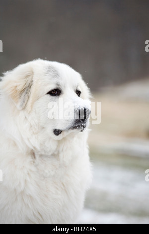 Great Pyrenees sitting Stock Photo - Alamy