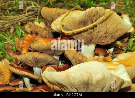 yet unidentified mushrooms Stock Photo - Alamy