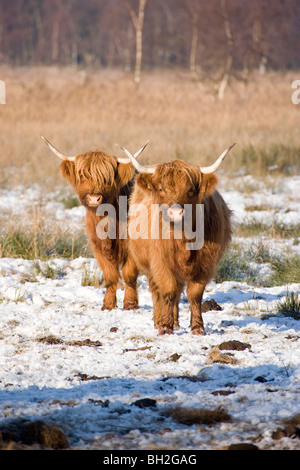 Highland cattle (Bos taurus) two adult animals greeting each other ...
