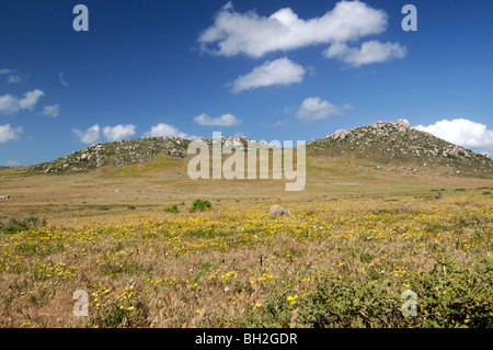 Spring wildflowers, Postberg section, West Coast national park, Western ...