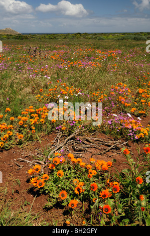 Spring wildflowers, Postberg section, West Coast national park, Western ...