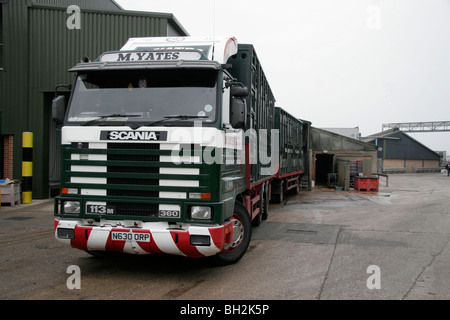 Livestock Lorry unloading pigs into an abattoir Stock Photo - Alamy