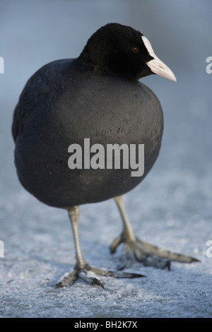 Eurasian coot standing on ice showing lobed feet Stock Photo - Alamy