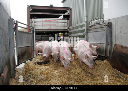 Livestock Lorry unloading pigs into an abattoir Stock Photo - Alamy