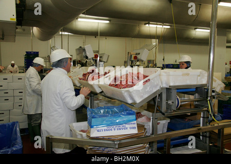 Butchery lines in a slaughterhouse Stock Photo - Alamy