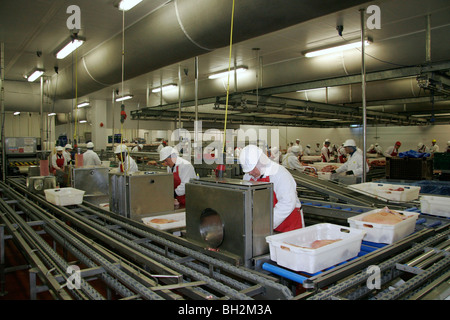 Butchery lines in a slaughterhouse Stock Photo - Alamy
