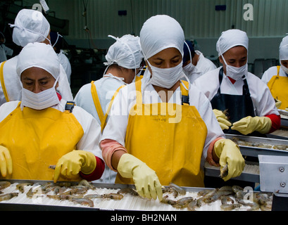 Ecuador. Guayaquil city. Factory shrimp and fish processing. Tilapia ...