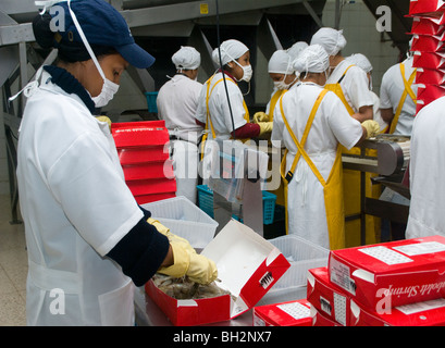 Ecuador. Guayaquil city. Factory shrimp and fish processing. Tilapia ...