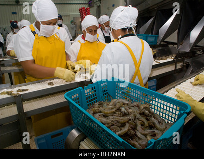 Ecuador. Guayaquil city. Factory shrimp and fish processing. Selection ...