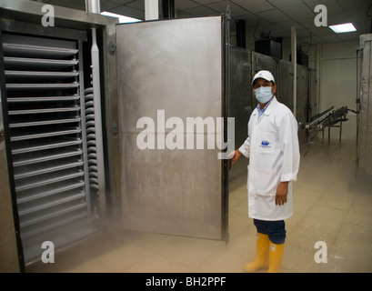 Ecuador. Guayaquil city. Factory shrimp and fish processing. Tilapia ...