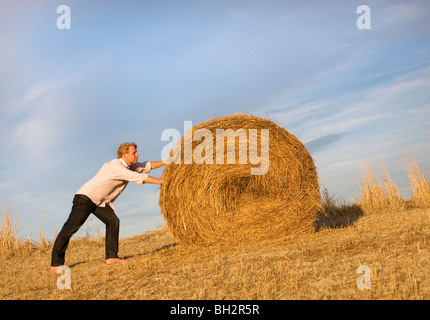 Man pushing a Hay bale in a field, Canada Stock Photo - Alamy